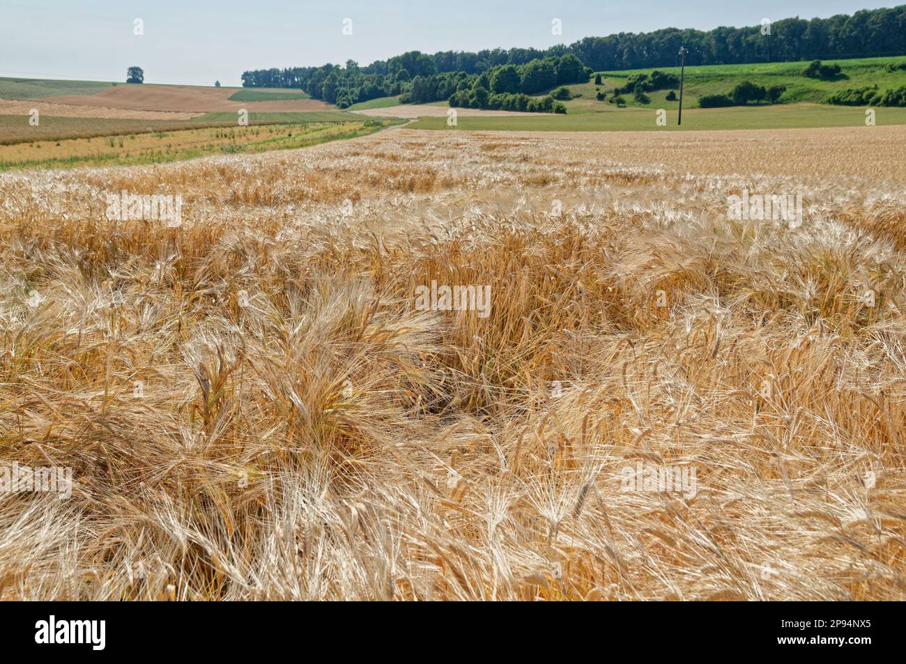 A golden wheat field stretching out towards the horizon Stock Photo - Alamy