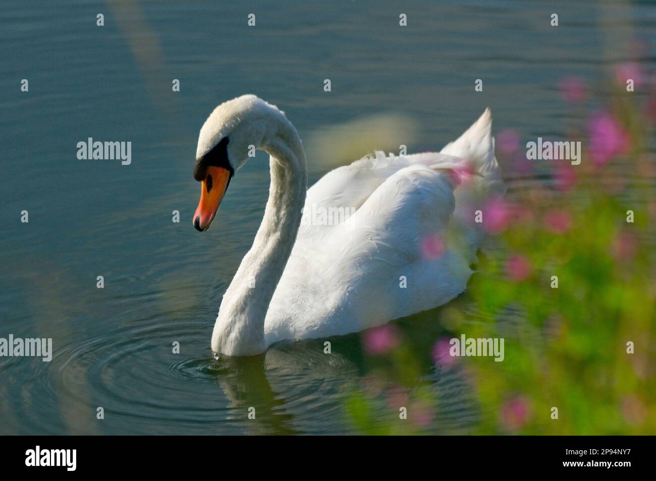 Europe, Germany, Hesse, North Hesse, Waldecker Land, Kellerwald-Edersee ...