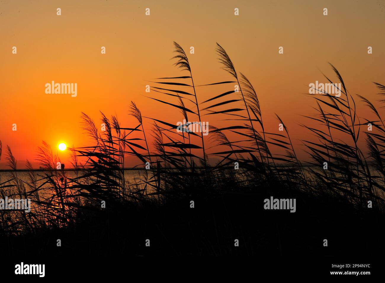 beautiful sunset in the reeds on the beach Stock Photo - Alamy