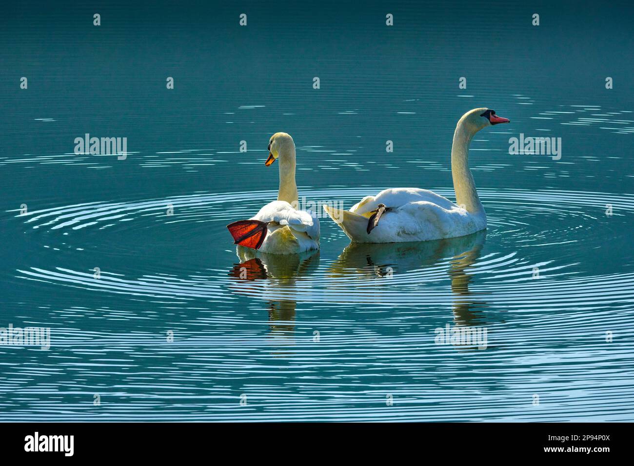 Europe, Germany, Hesse, Northern Hesse, Waldecker Land, Kellerwald ...