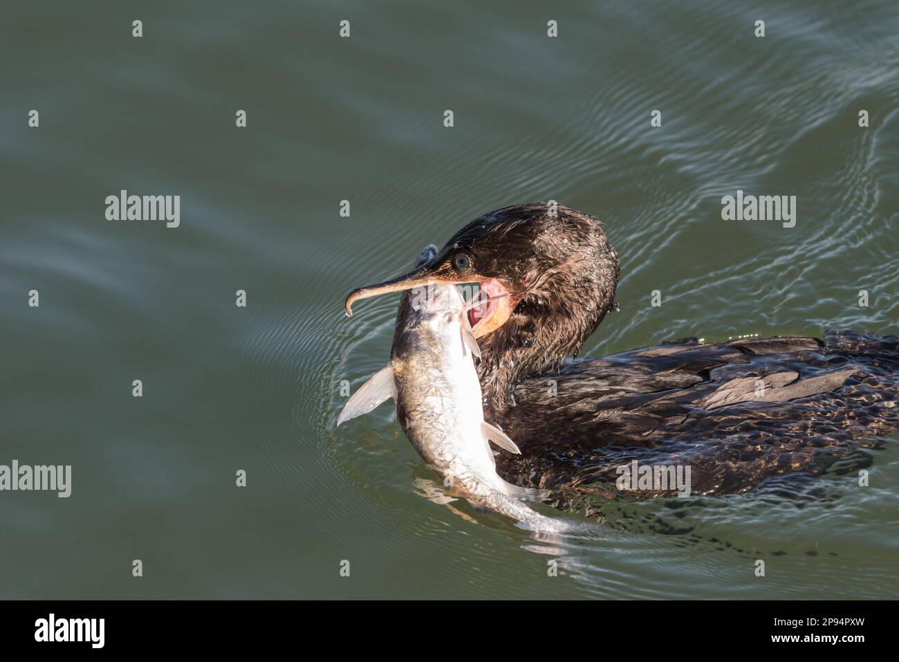 Neo-tropical Cormorant (Phalacrocorax brasilianus) with a fish in ...