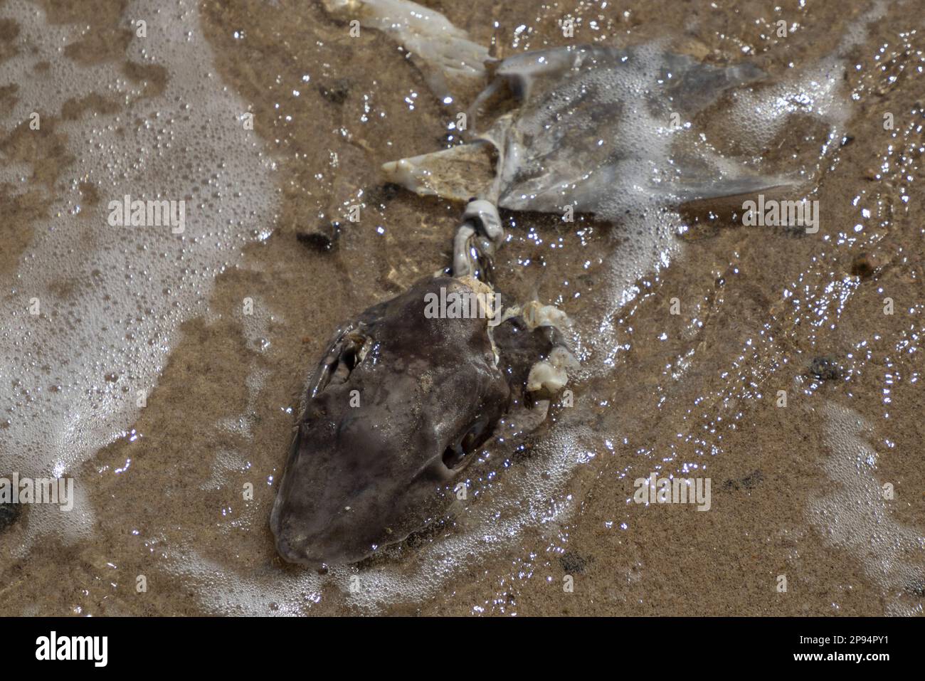 A Killed and fin cutted Shark on the beach Stock Photo - Alamy