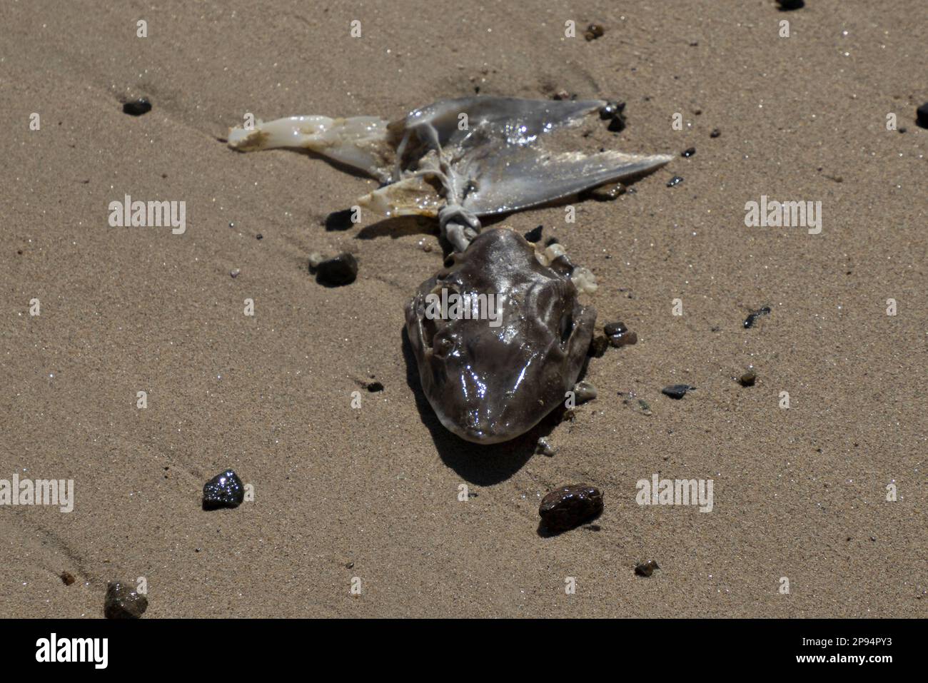 Old shark fin hi-res stock photography and images - Alamy