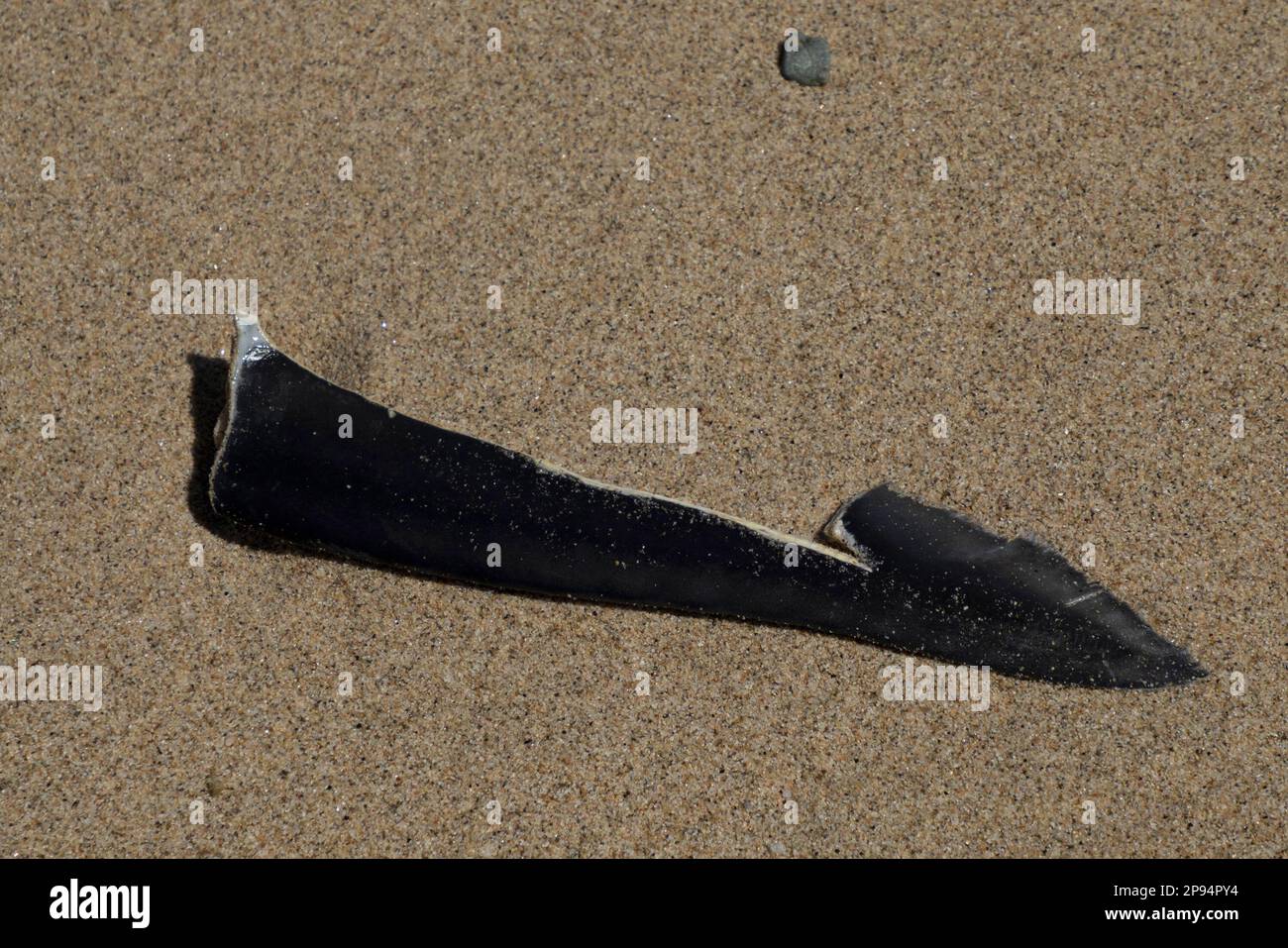 Shark finning indonesia hi-res stock photography and images - Alamy