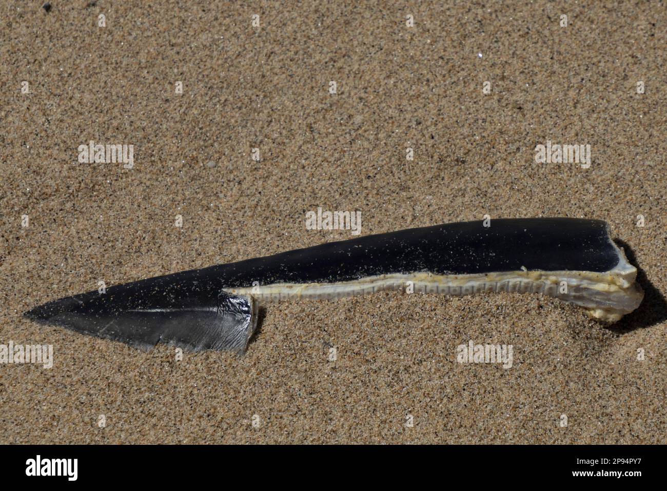 Shark finning indonesia hi-res stock photography and images - Alamy