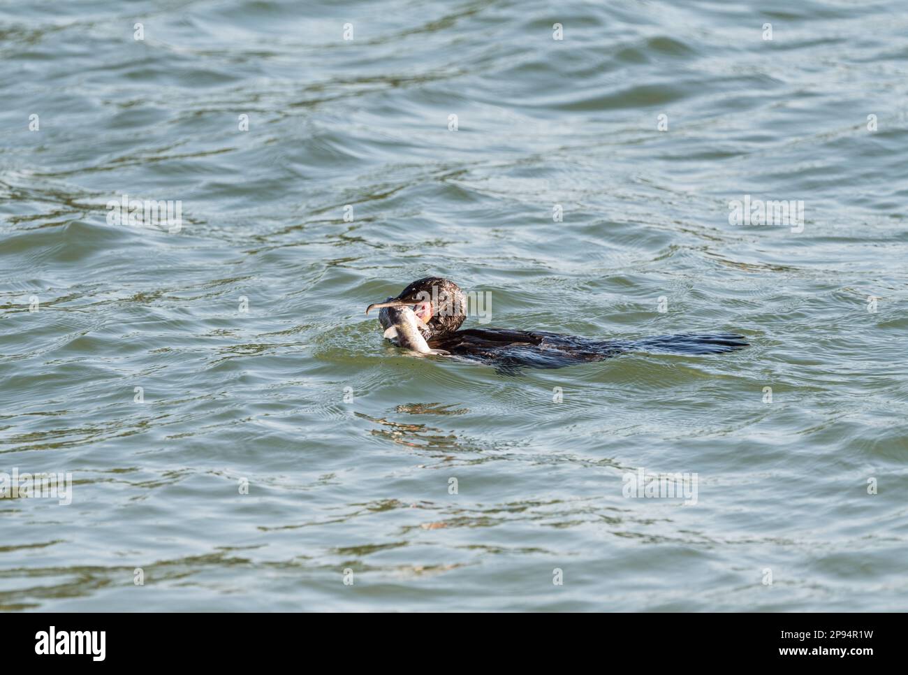 Cormoran neotropical hi-res stock photography and images - Alamy