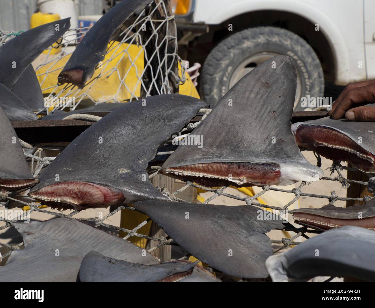 Shark finning indonesia hi-res stock photography and images - Alamy