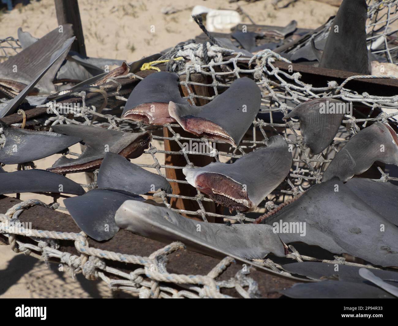 Many cutted Shark fins dried under the hot sun at fisherman village ...