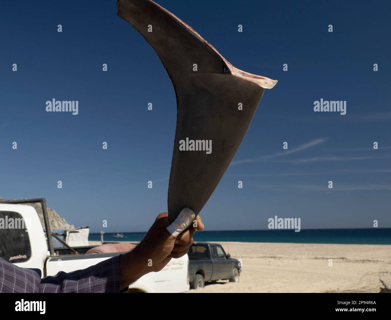 Many cutted Shark fins dried under the hot sun at fisherman village ...