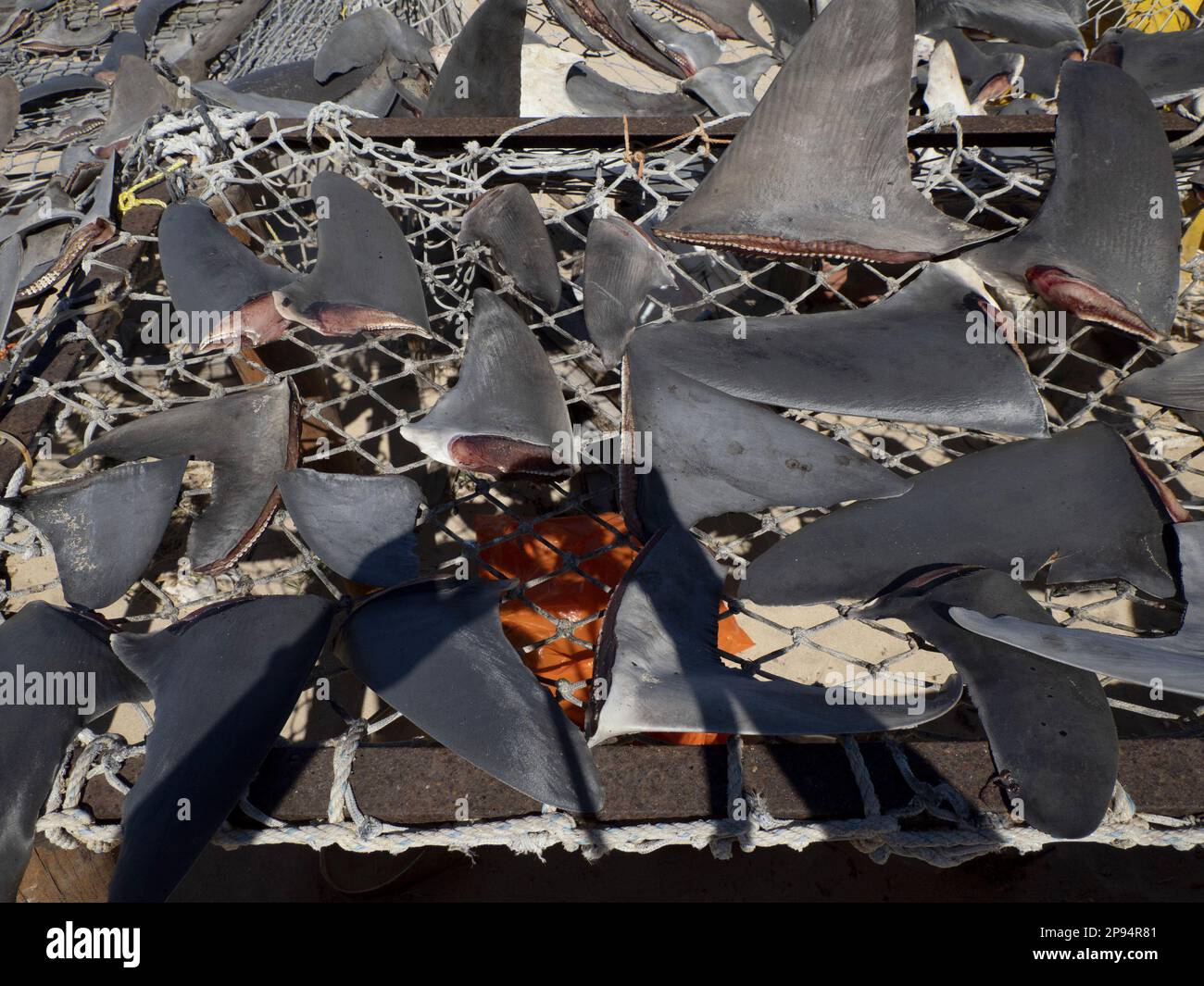 Many cutted Shark fins dried under the hot sun at fisherman village ...