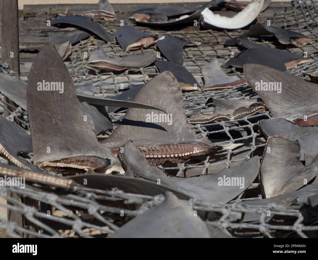 Shark finning indonesia hi-res stock photography and images - Alamy