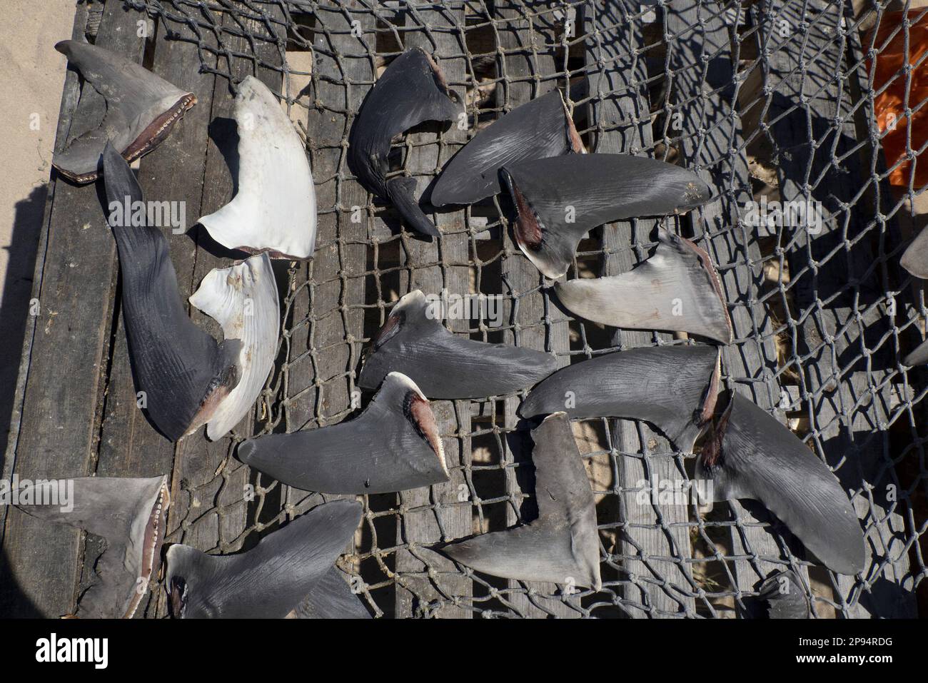Many cutted Shark fins dried under the hot sun at fisherman village ...