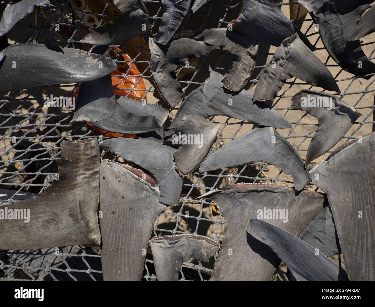 Many cutted Shark fins dried under the hot sun at fisherman village ...