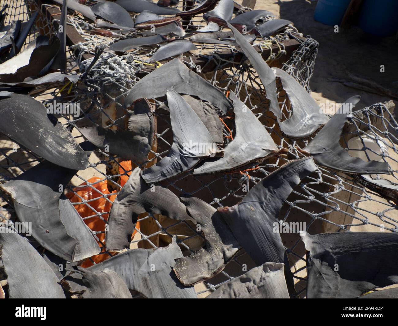 Many cutted Shark fins dried under the hot sun at fisherman village ...