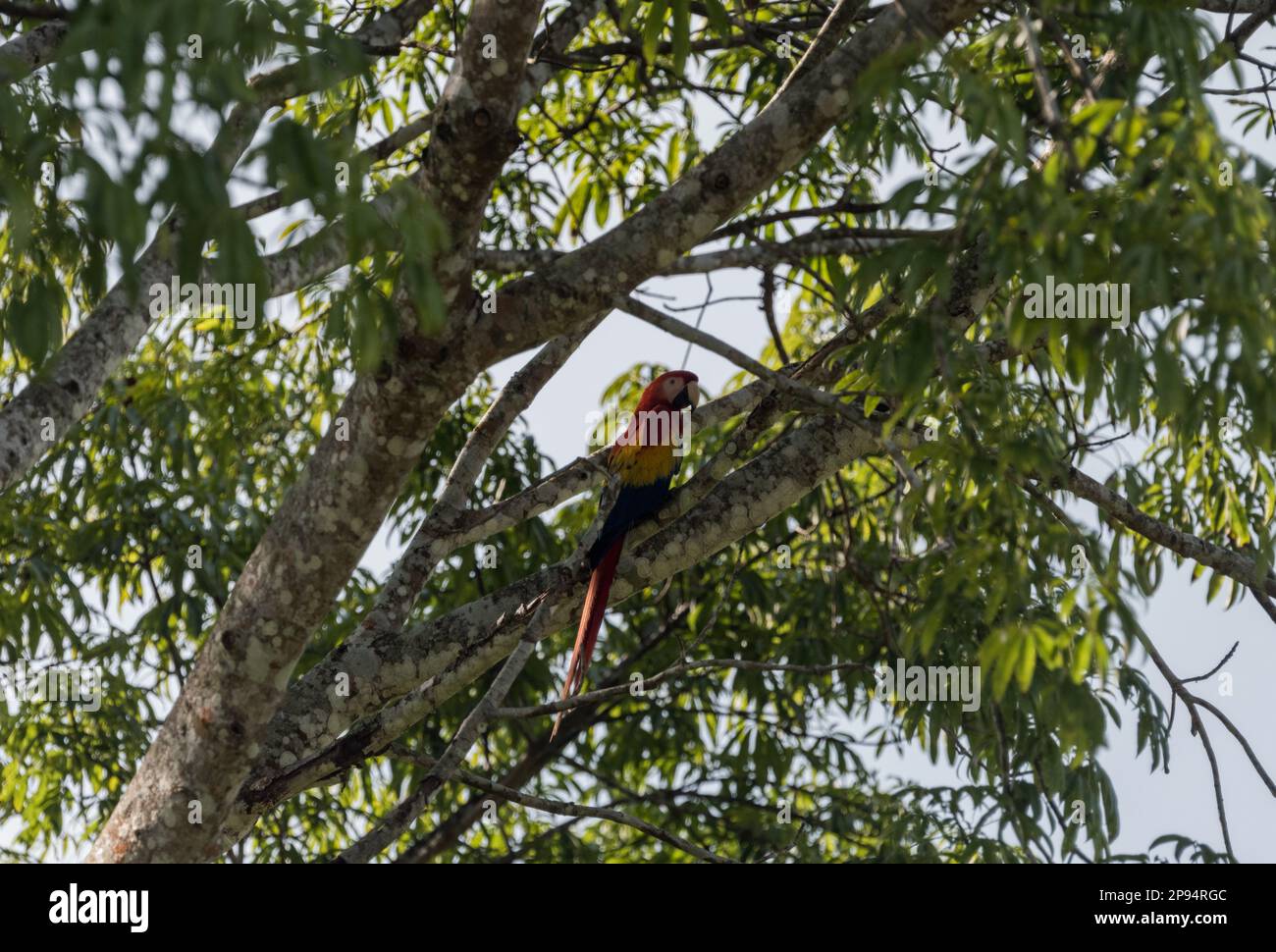 Scarlet Macaw (Ara macao) perched in a tree in Chiapas State, Mexico ...