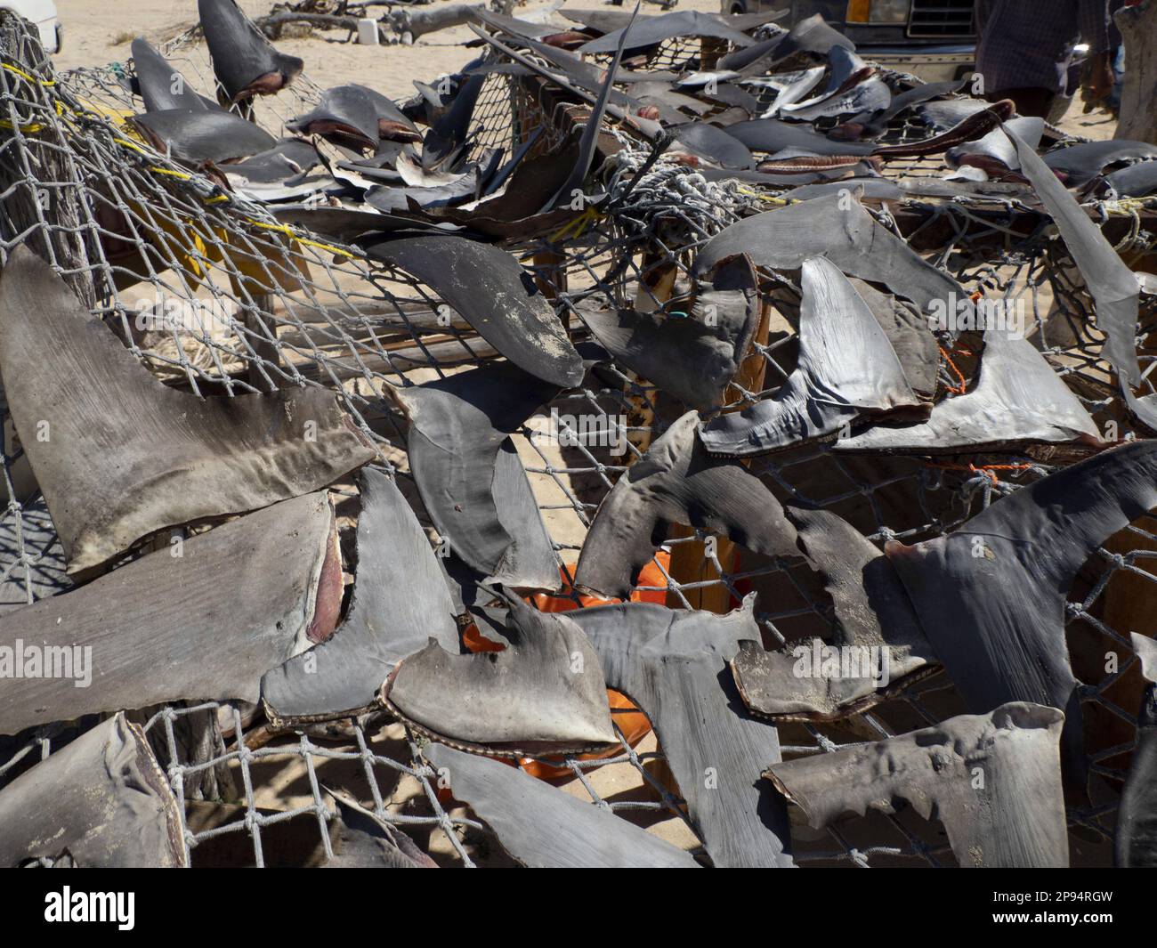 Shark finning indonesia hi-res stock photography and images - Alamy