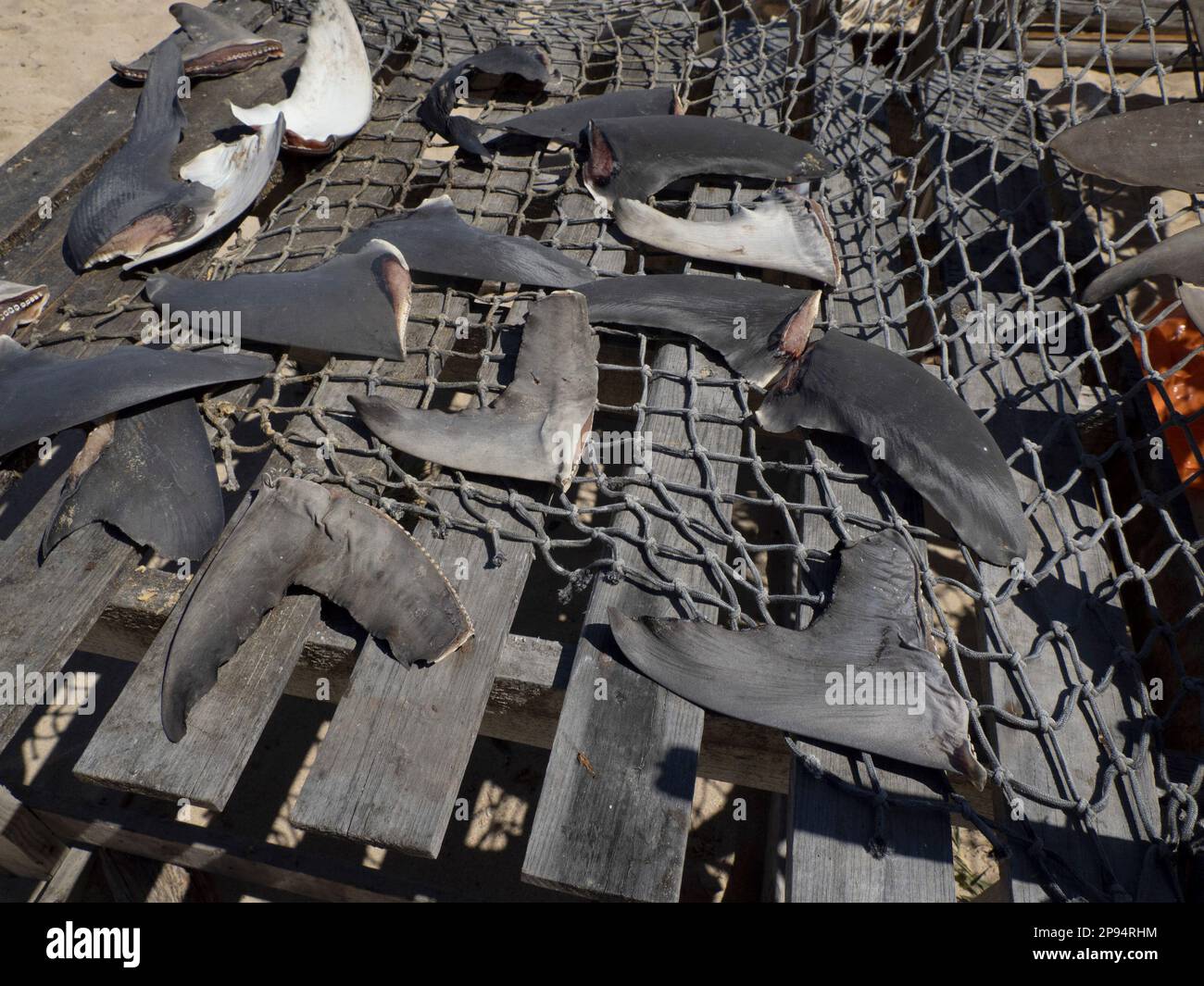 Many cutted Shark fins dried under the hot sun at fisherman village ...