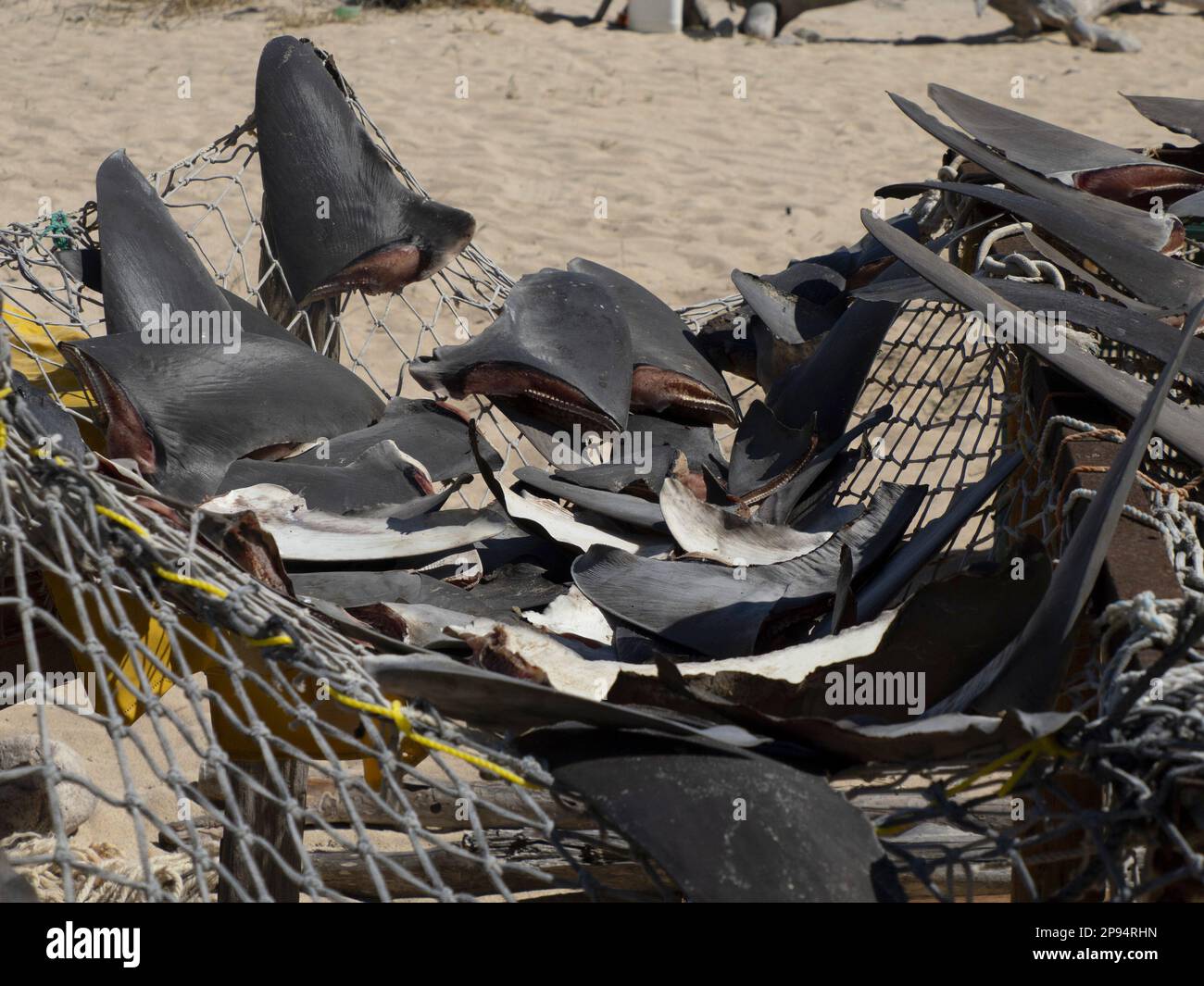 Many cutted Shark fins dried under the hot sun at fisherman village ...