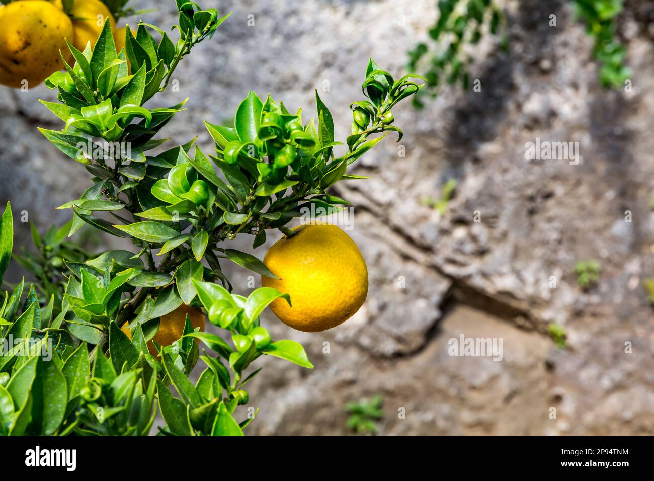 Lemons, Limonaia del Castel, lemon greenhouse, Limone sul Garda, Lake ...