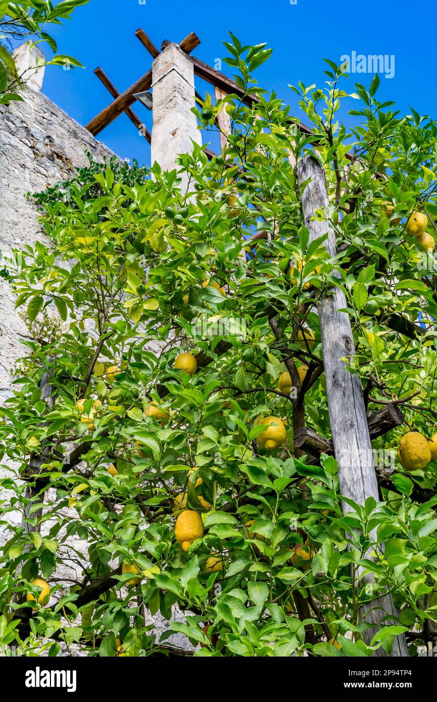 Lemons, Limonaia del Castel, lemon greenhouse, Limone sul Garda, Lake ...