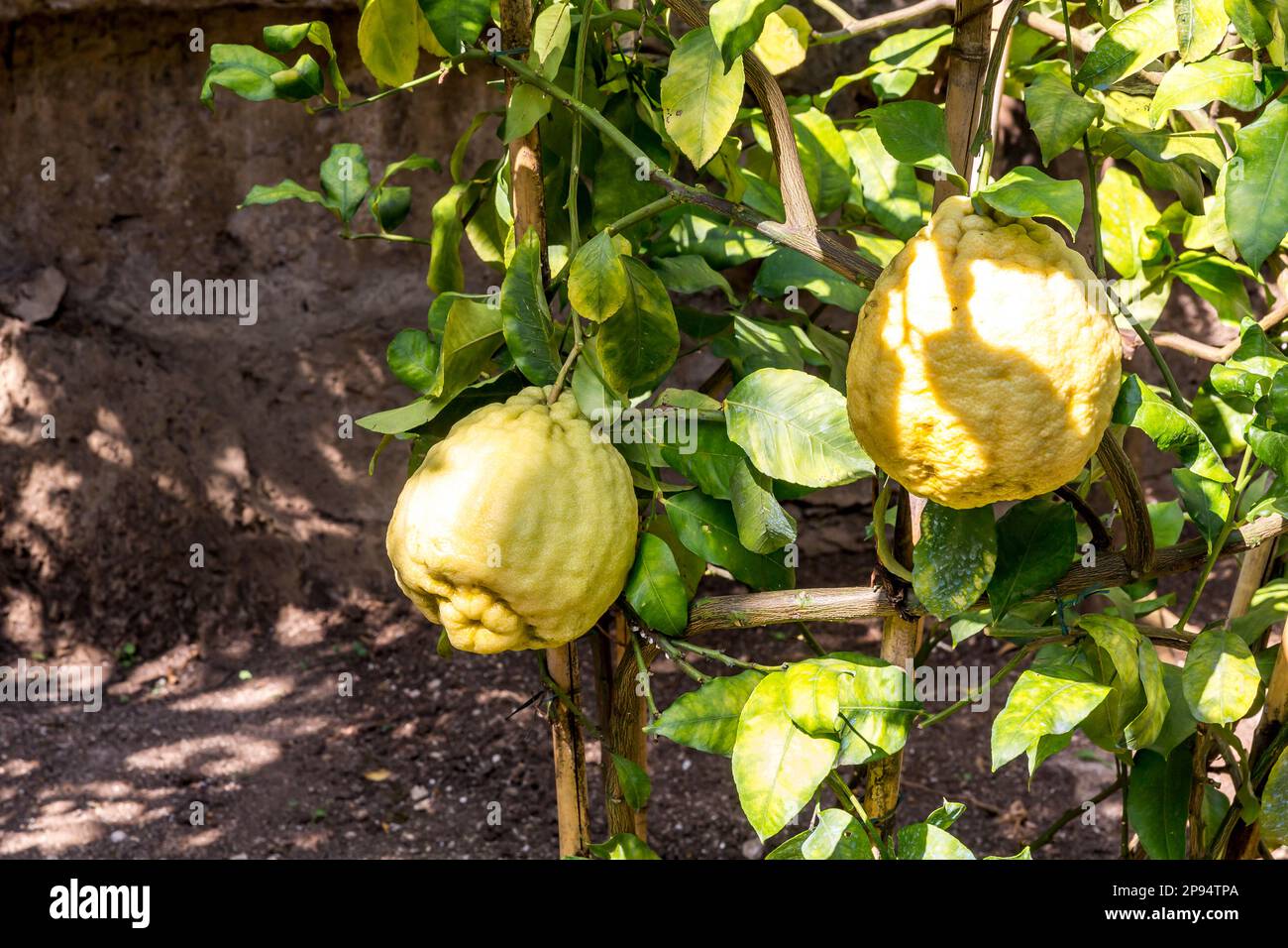 Lake garda italy lemons hi-res stock photography and images - Alamy