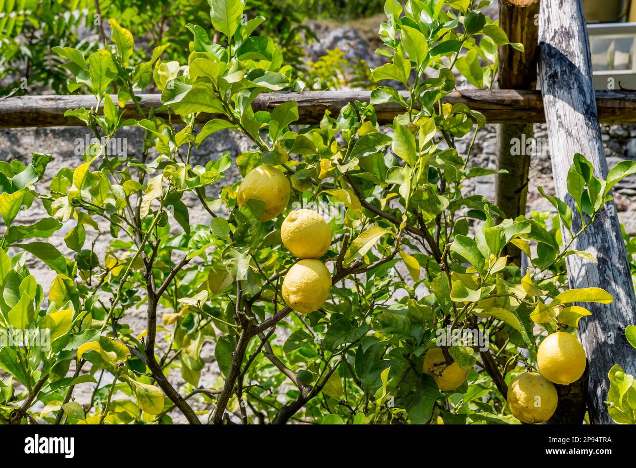 Lemons, Limonaia del Castel, lemon greenhouse, Limone sul Garda, Lake ...