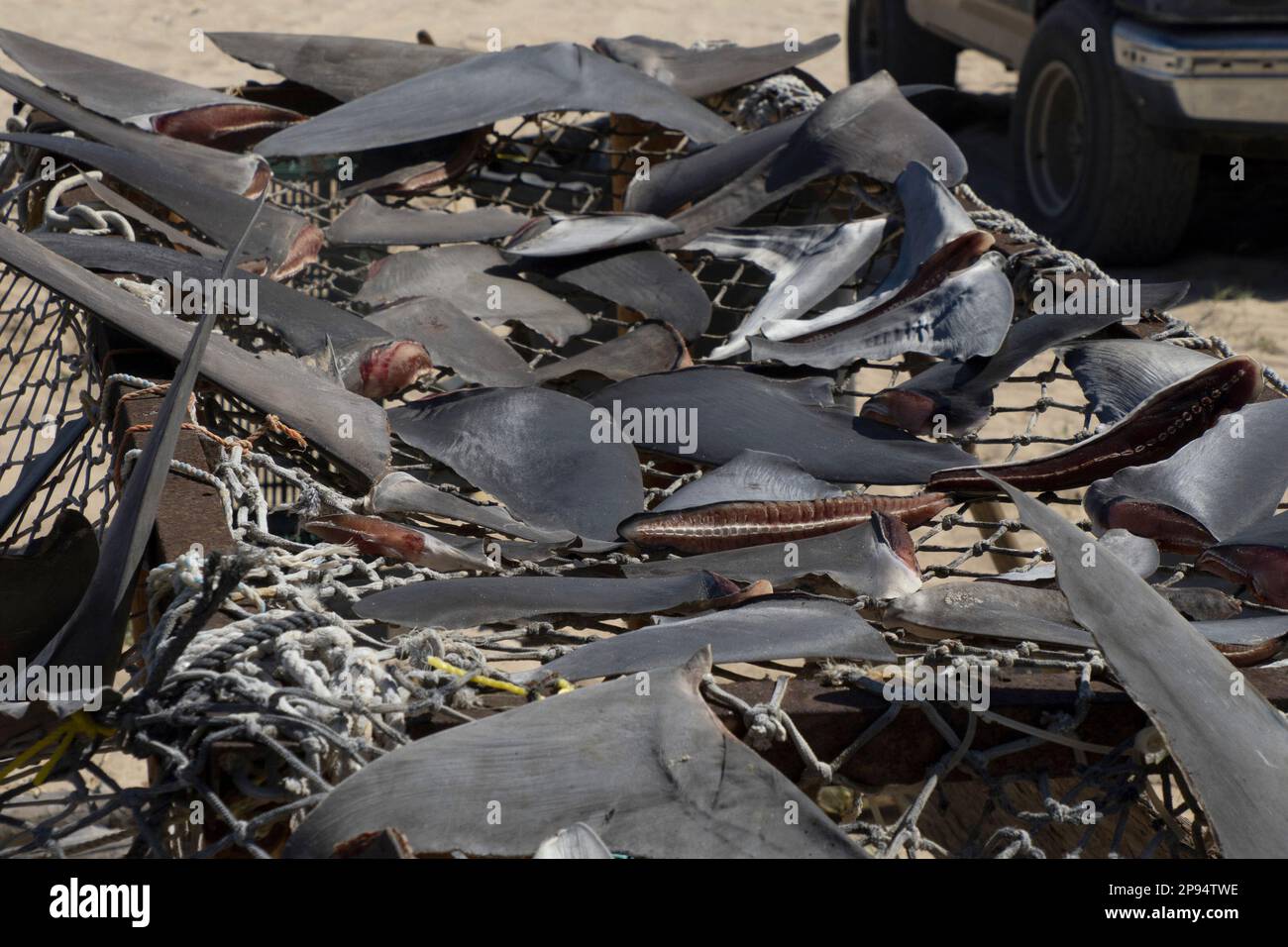 Shark finning indonesia hi-res stock photography and images - Alamy