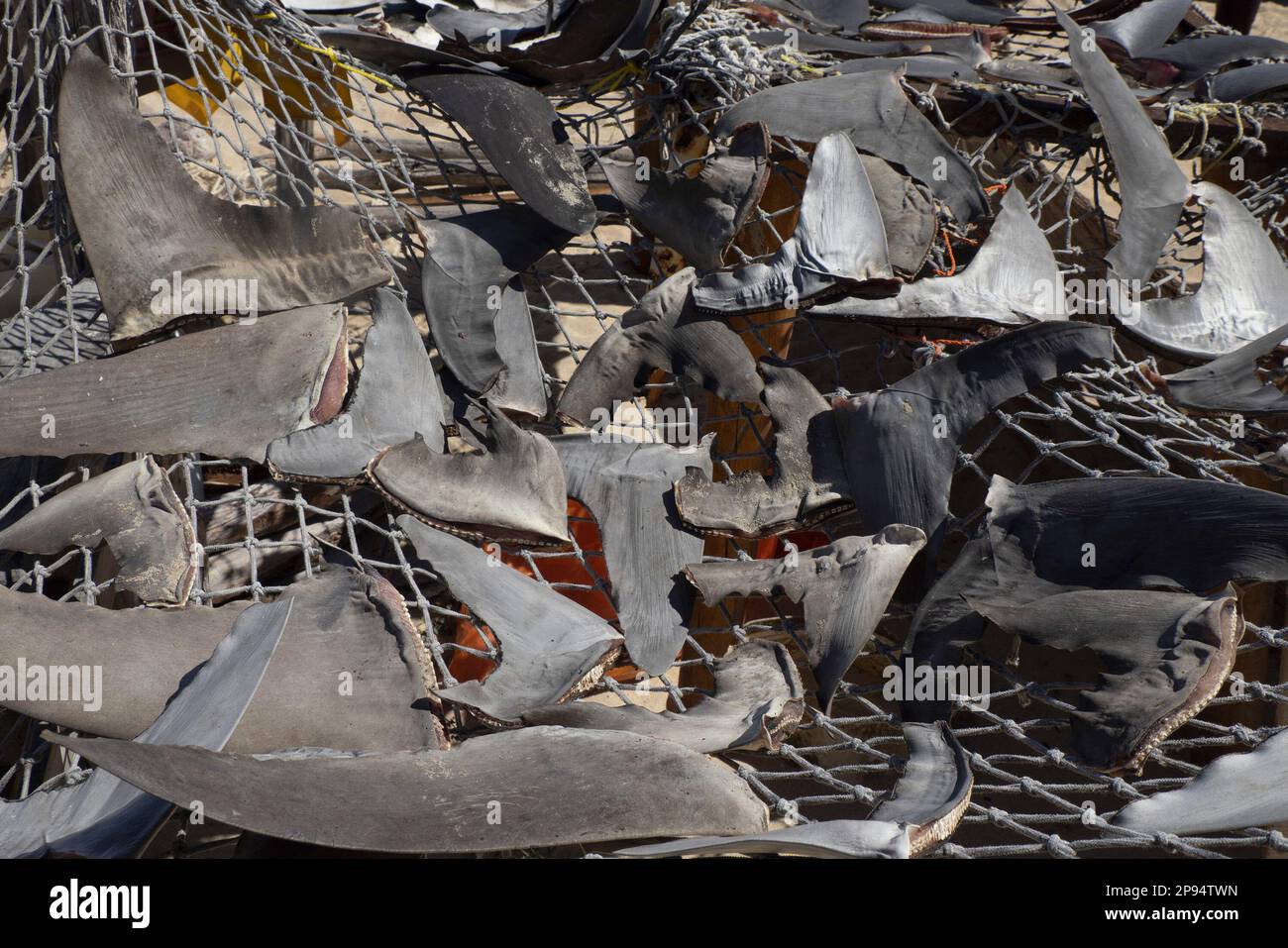 Many cutted Shark fins dried under the hot sun at fisherman village ...