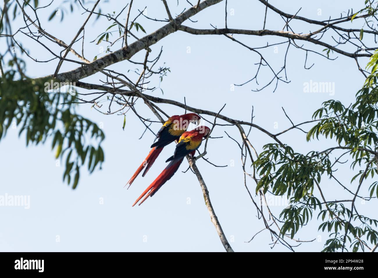 Scarlet Macaws (Ara macao) pair bonding in Chiapas State, Mexico Stock ...
