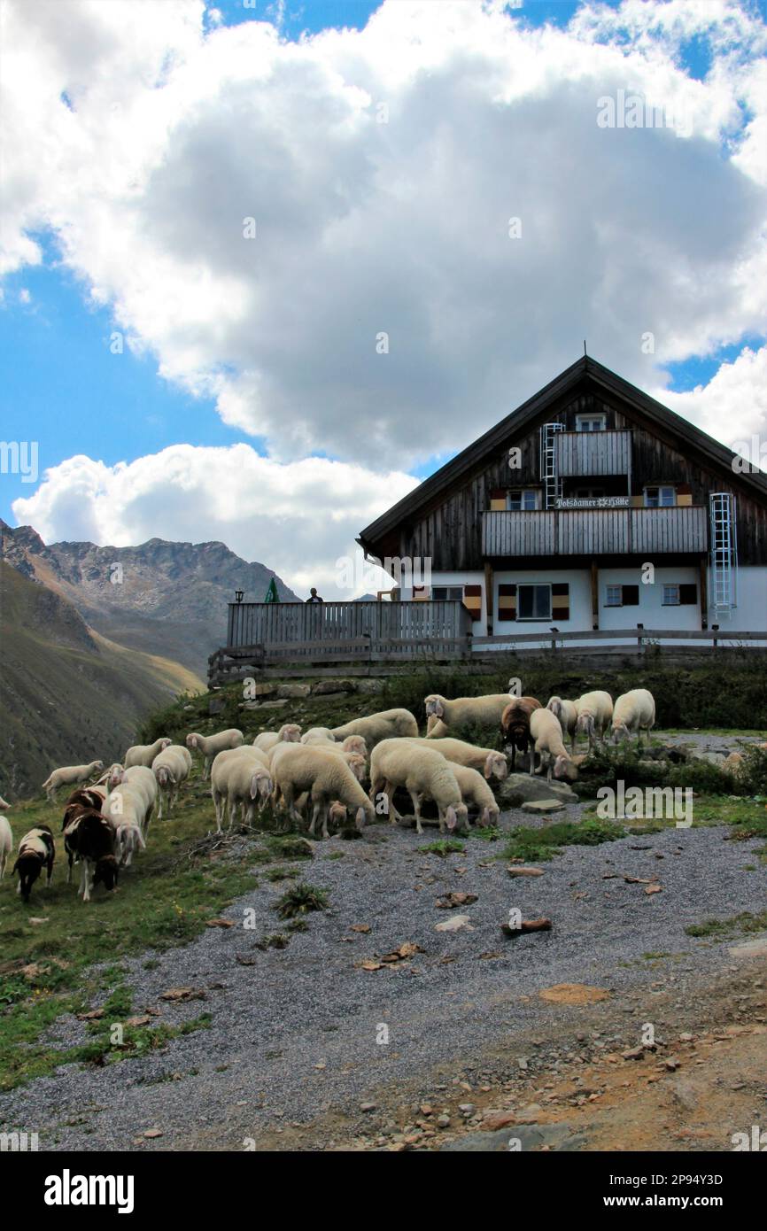 Mountain sheep in front of Potsdamer Hut (2009m) in Fotschertal ...
