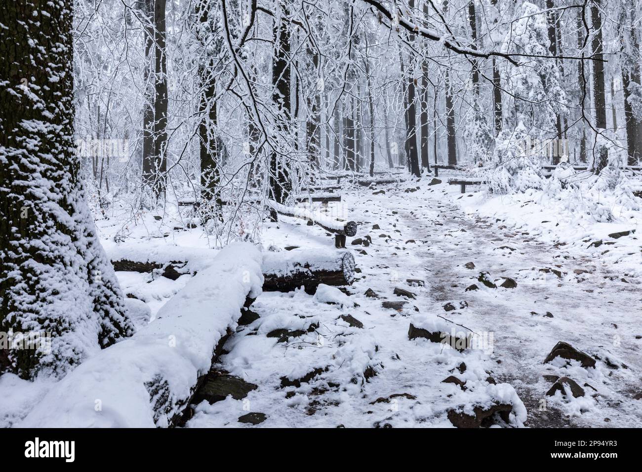 Europe, Poland, Swietokrzyskie, Swietokrzyski National Park - Lysica ...