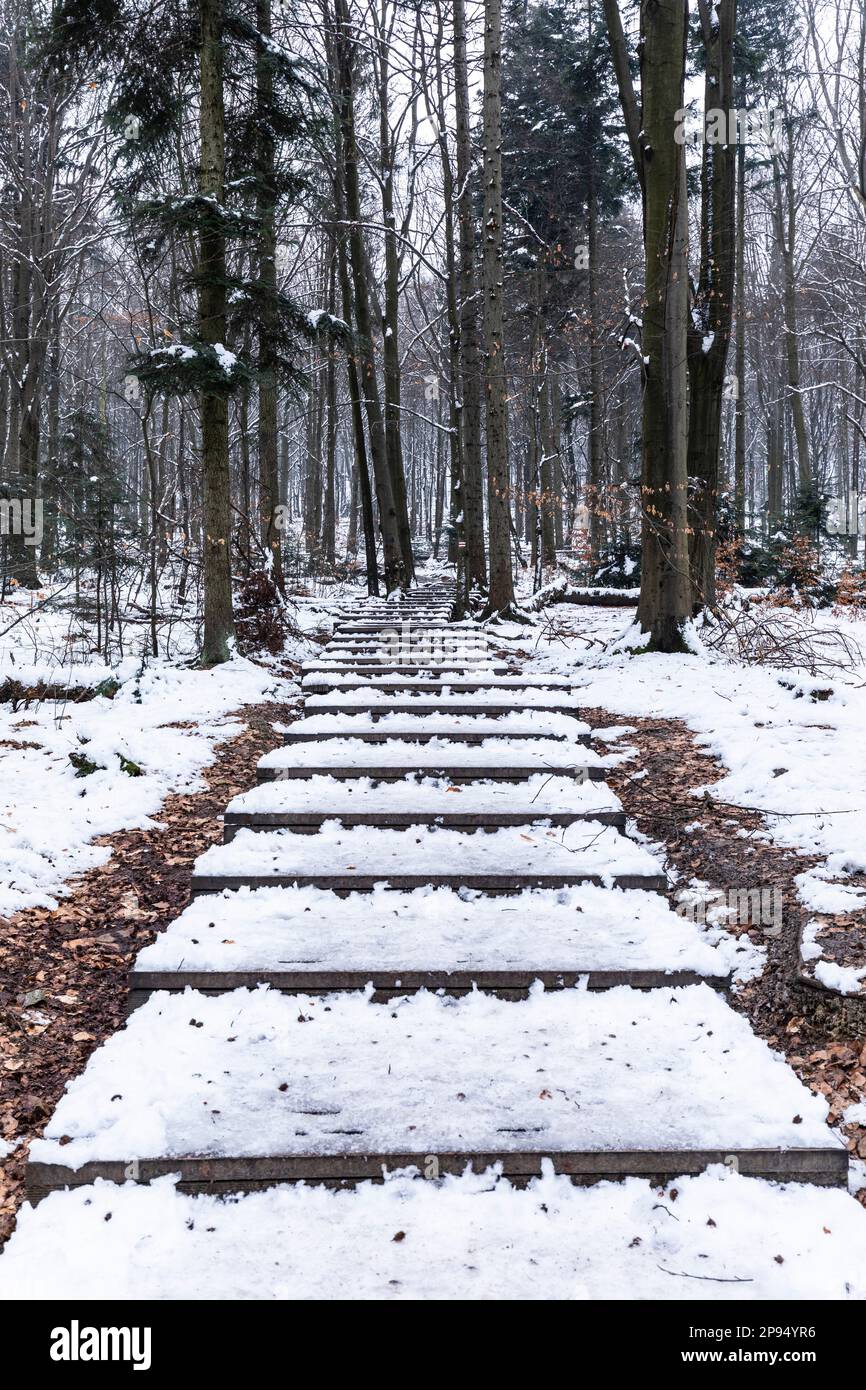 Europe, Poland, Swietokrzyskie, Swietokrzyski National Park - Lysica ...