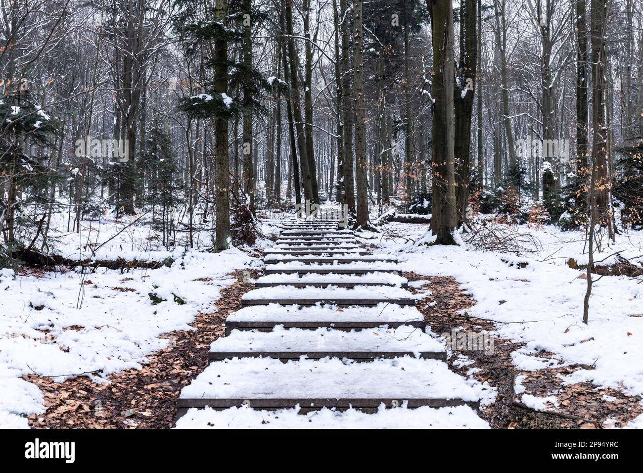 Europe, Poland, Swietokrzyskie, Swietokrzyski National Park - Lysica ...