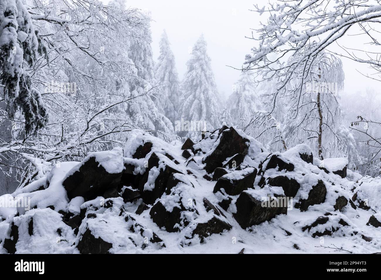 Europe, Poland, Swietokrzyskie, Swietokrzyski National Park - Lysica ...
