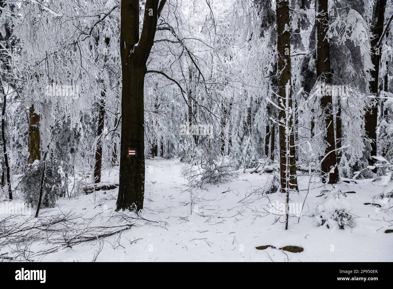 Europe, Poland, Swietokrzyskie, Swietokrzyski National Park - Lysica ...
