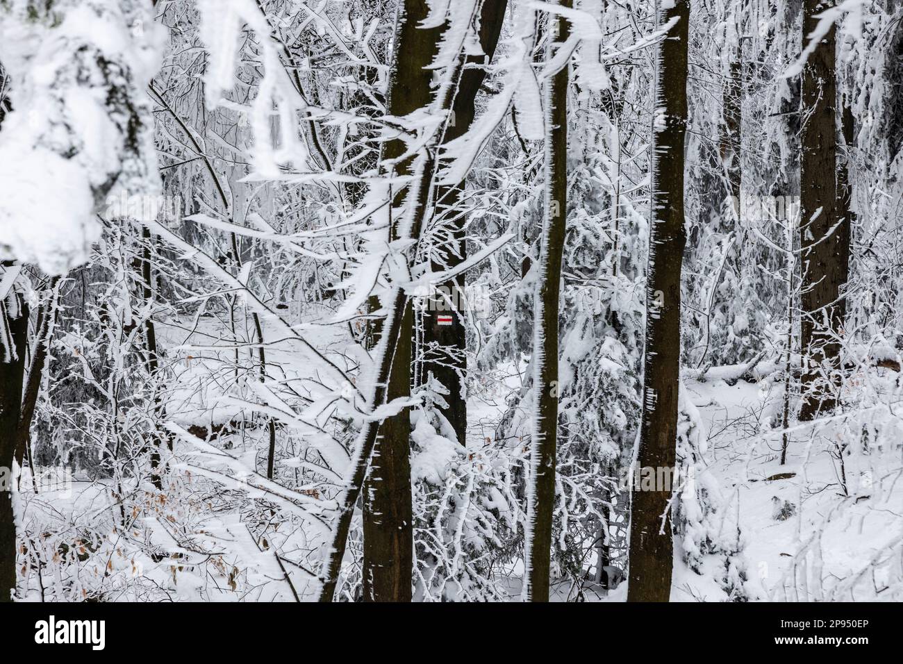 Europe, Poland, Swietokrzyskie, Swietokrzyski National Park - Lysica ...