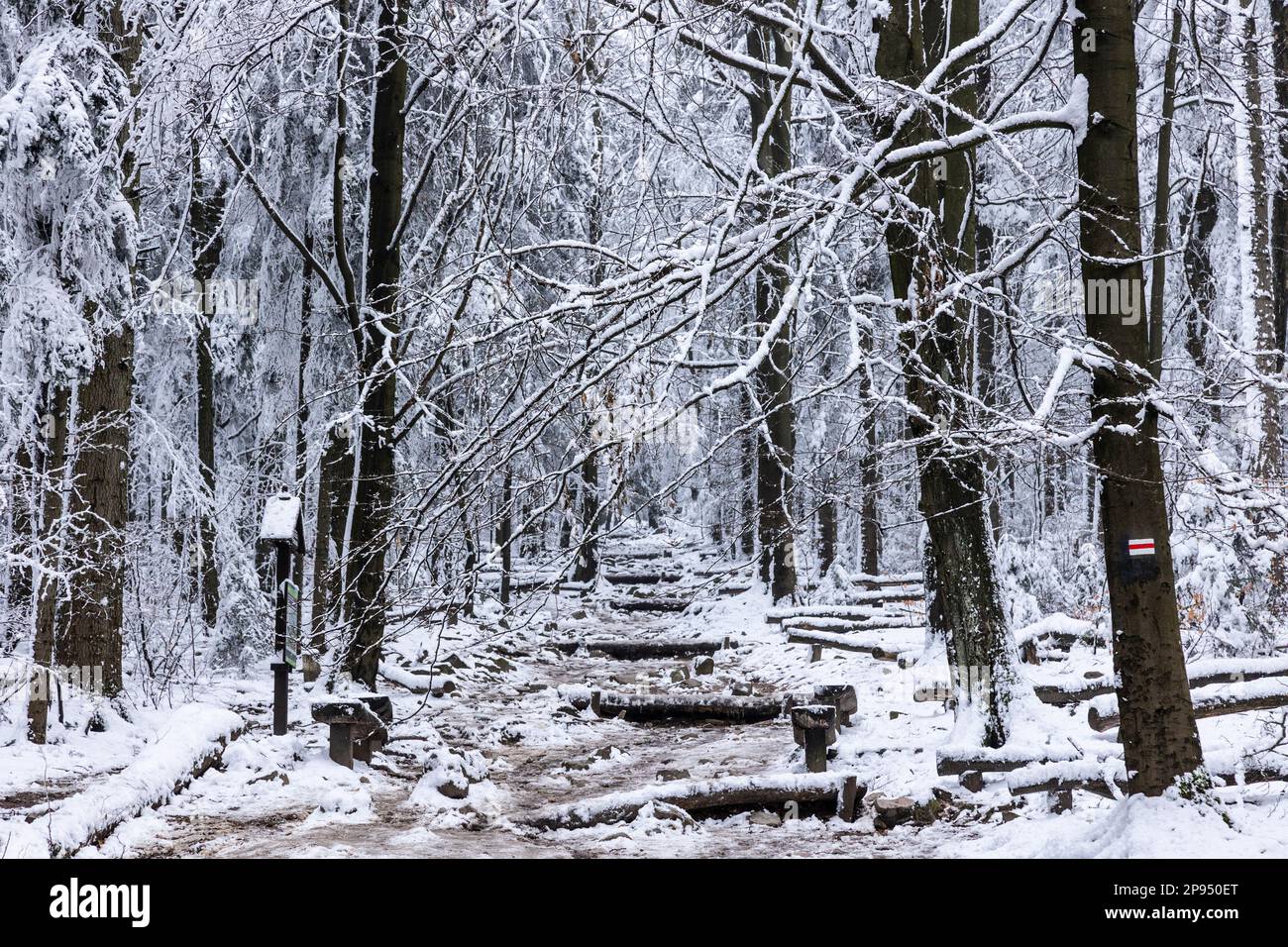 Europe, Poland, Swietokrzyskie, Swietokrzyski National Park - Lysica ...