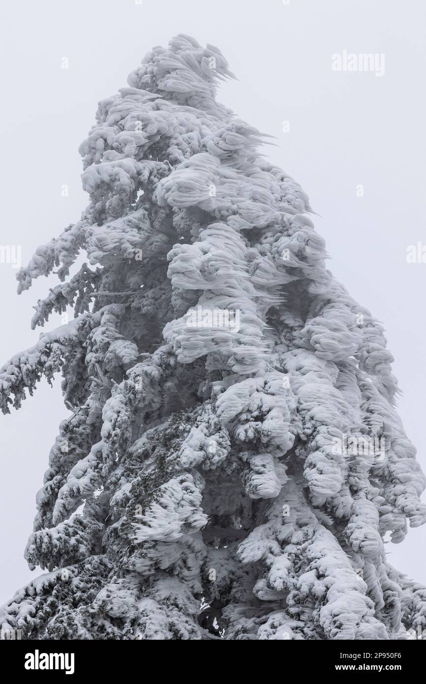 Europe, Poland, Swietokrzyskie, Swietokrzyski National Park - Lysica ...