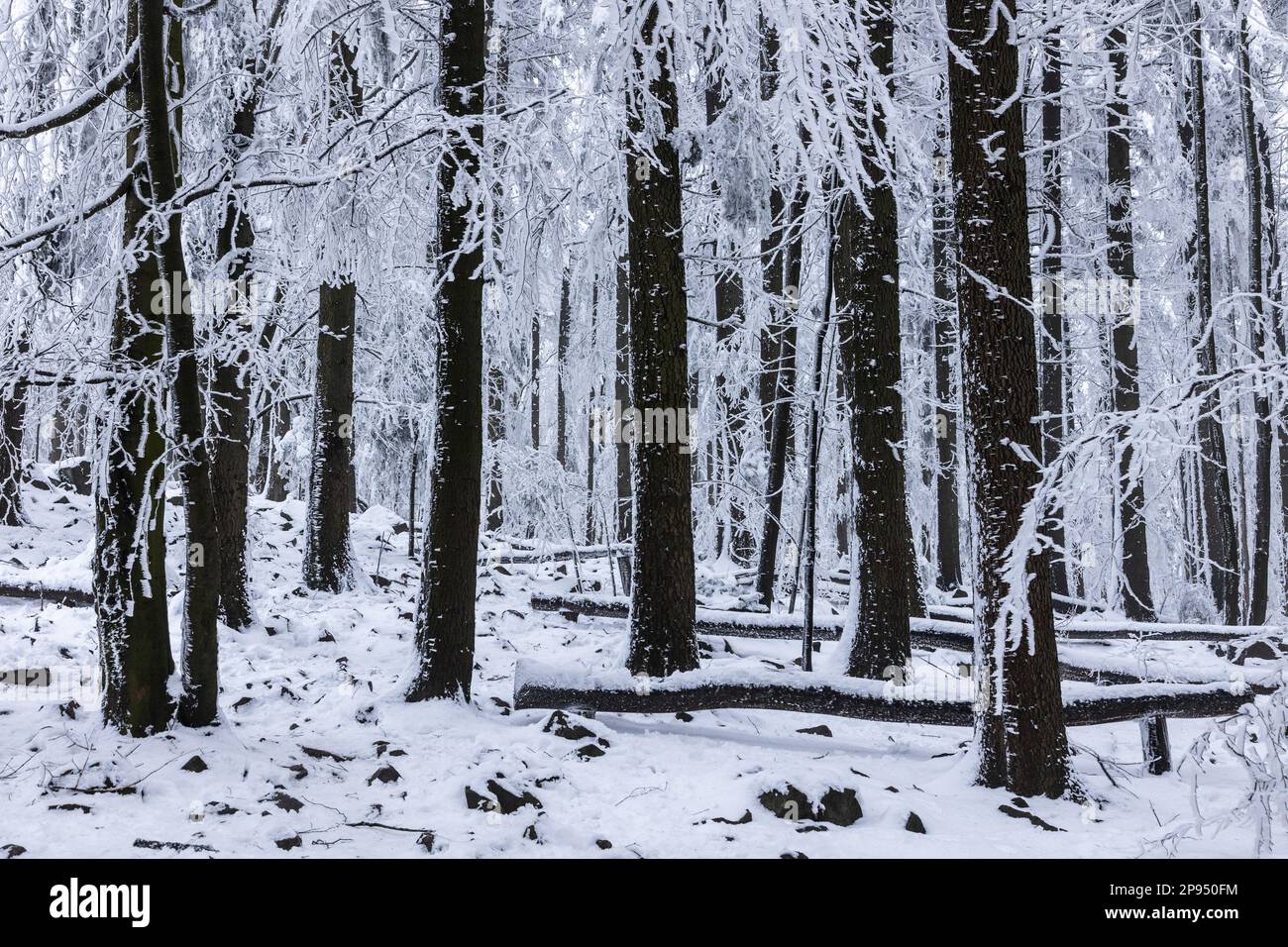 Europe, Poland, Swietokrzyskie, Swietokrzyski National Park - Lysica ...