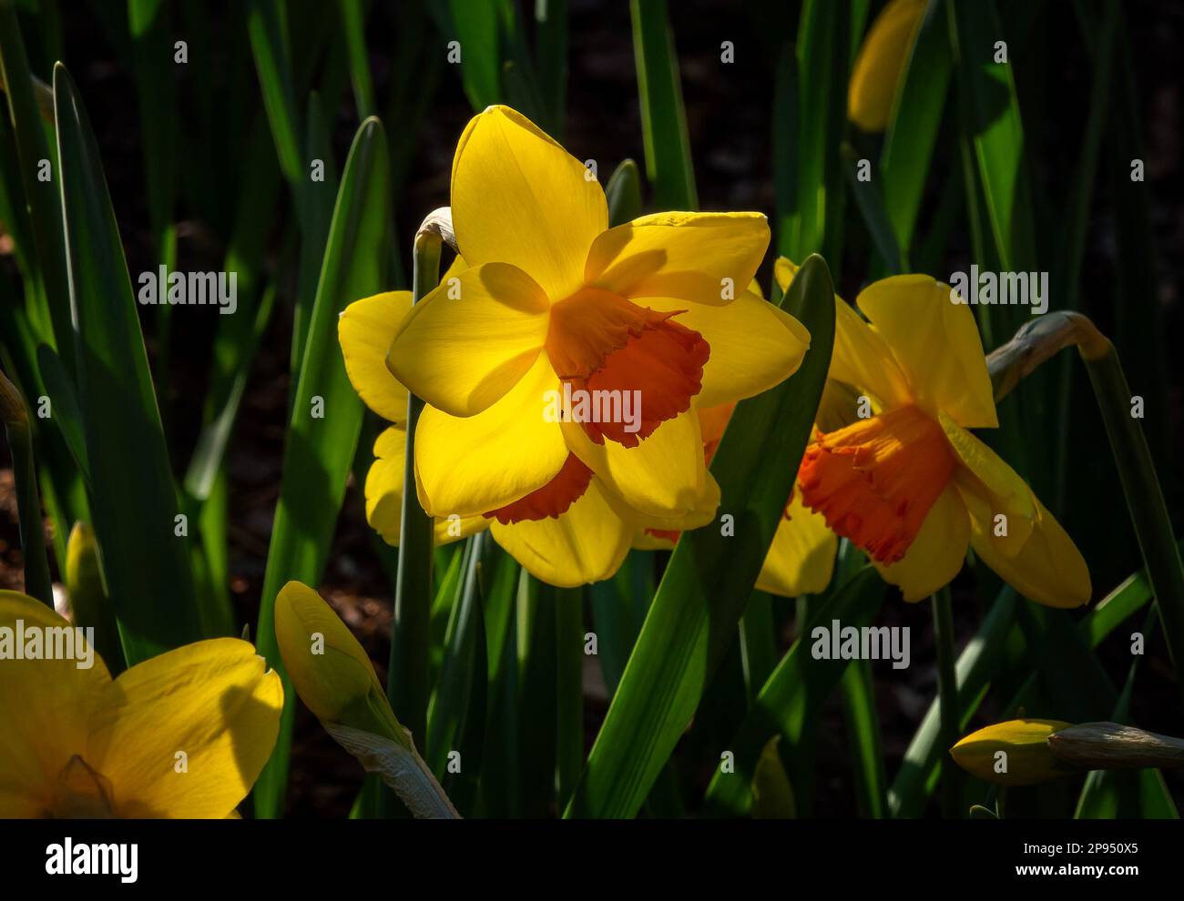 Early Spring Daffodils blooming Stock Photo - Alamy