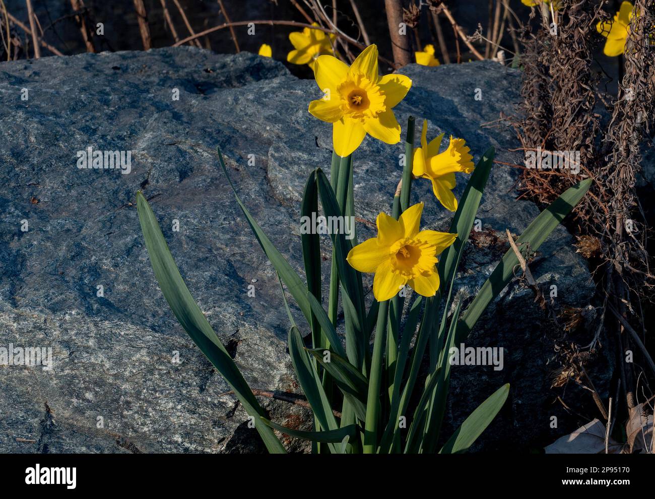 Early Spring Daffodils blooming Stock Photo - Alamy