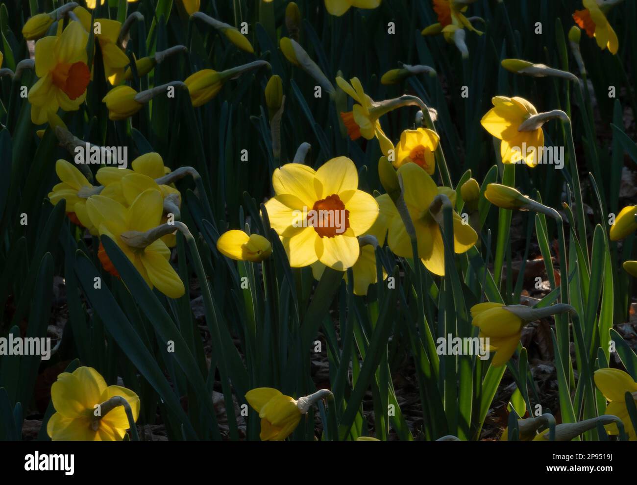 Early Spring Daffodils blooming Stock Photo - Alamy