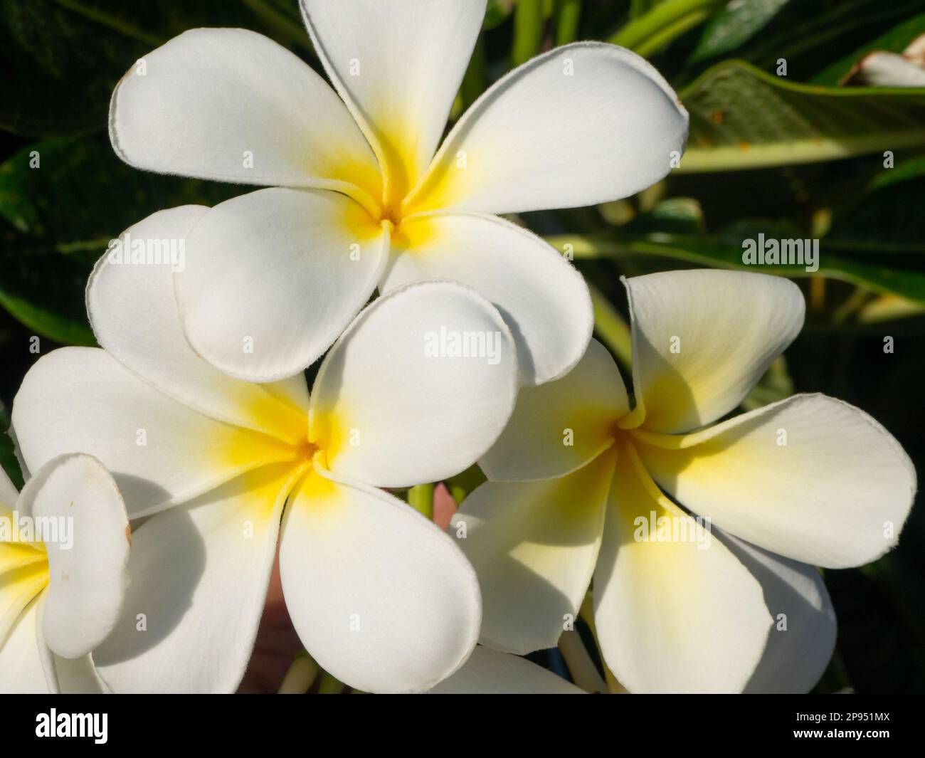 Tropical Plumeria flower, Tahiti island, French Polynesia Stock Photo ...