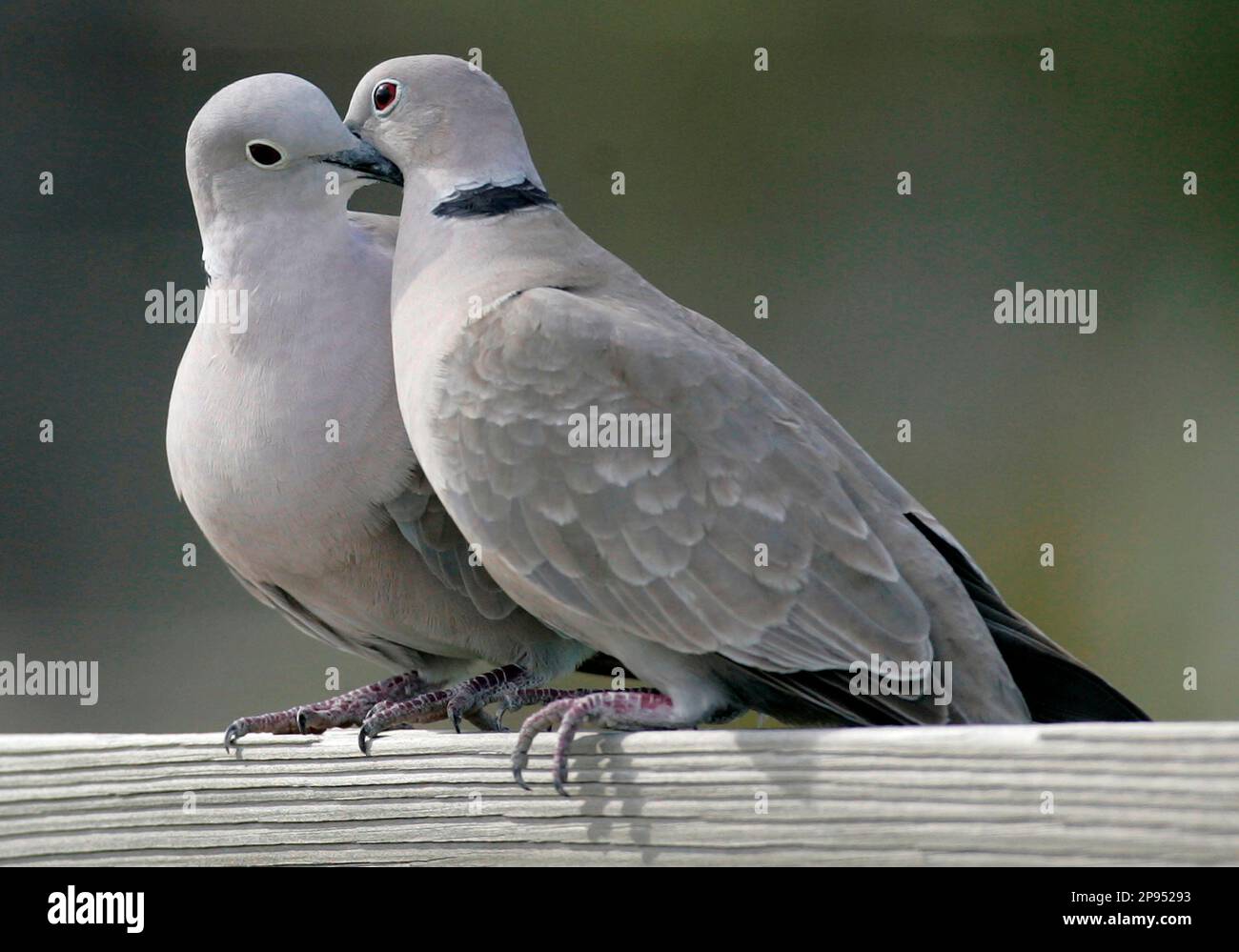 Two turtle doves display a show of affection as they rest on a fence ...