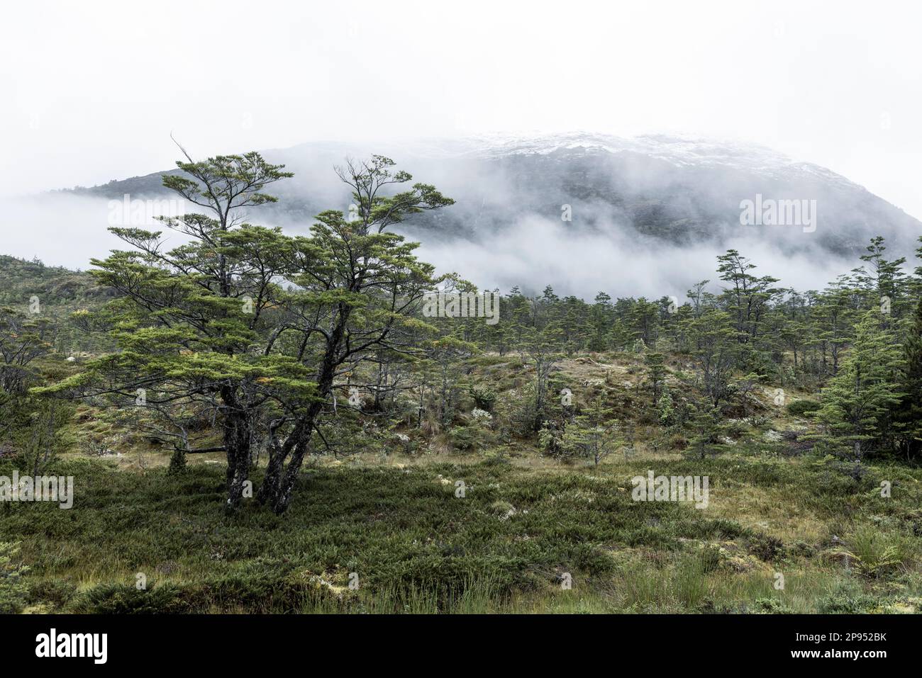 Landscape between Caleta Yungay and Tortel - traveling the Carretera ...