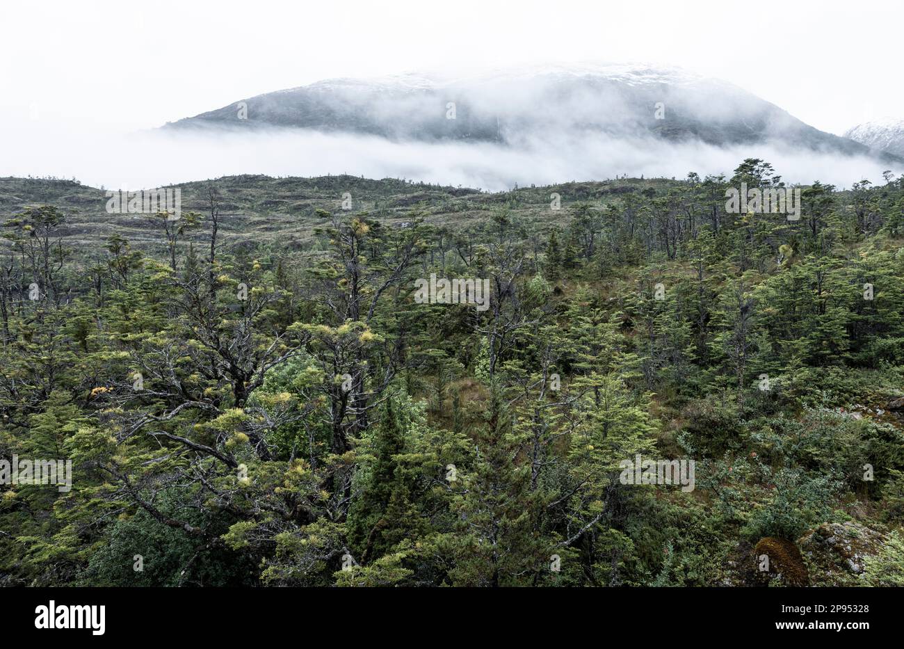 Landscape between Caleta Yungay and Tortel - traveling the Carretera ...