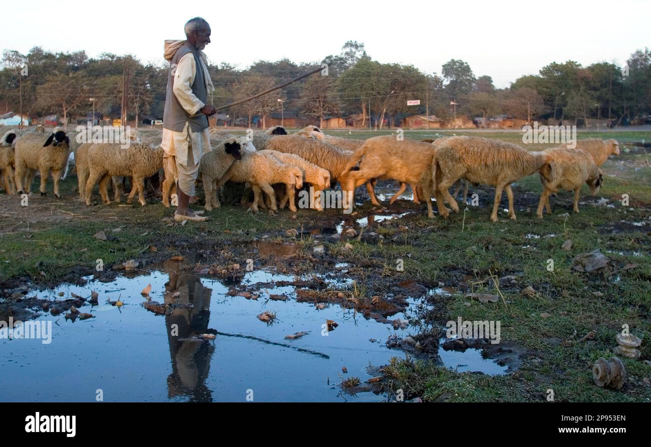 A shepherd flocks his sheep homewards in Allahabad, India, Friday, Feb ...