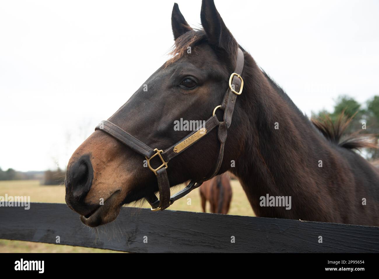 Horse looking over a fence Stock Photo - Alamy