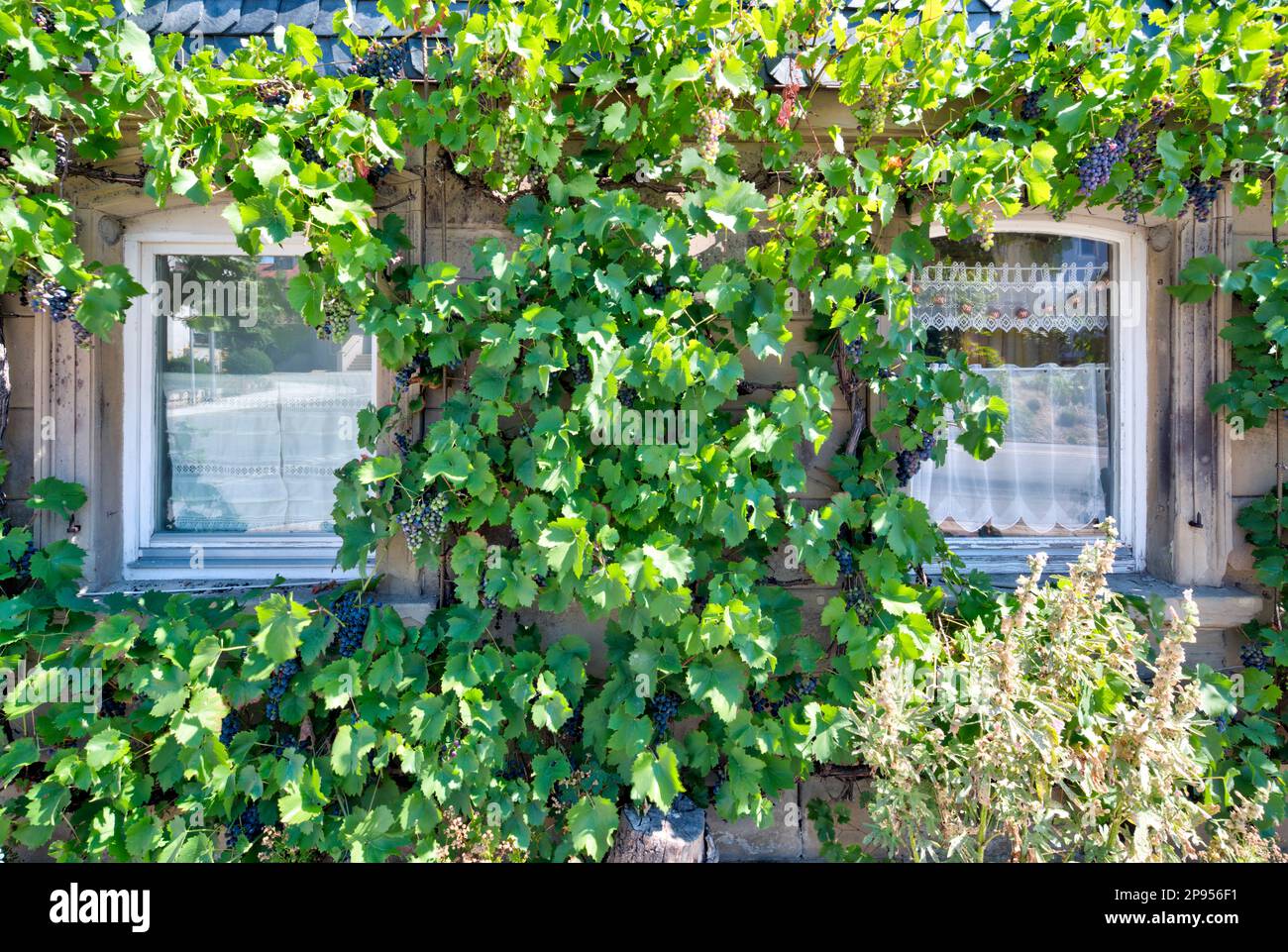 House facade, vines, wine, shingle facade, slate shingle, facade ...