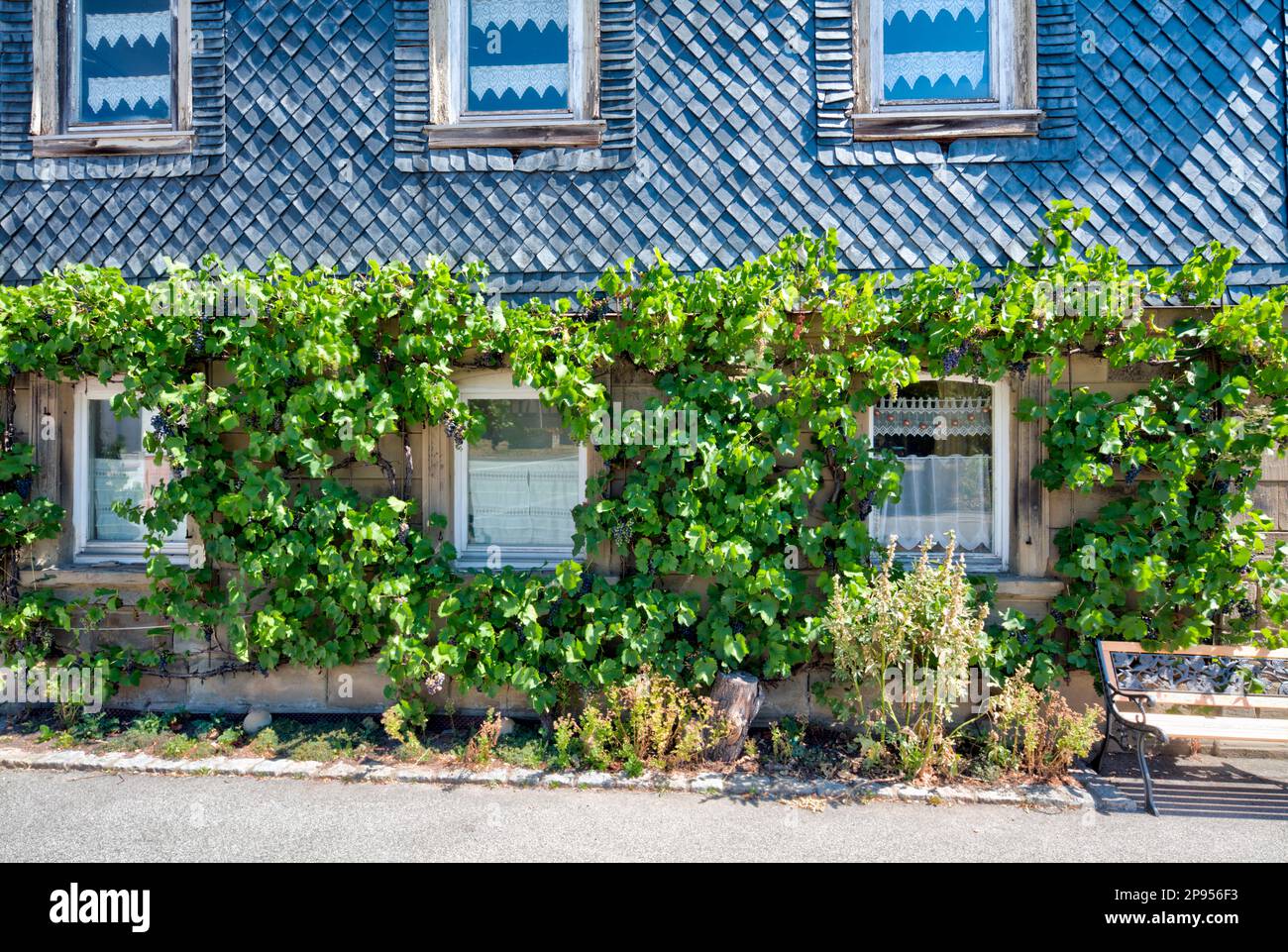 House facade, vines, wine, shingle facade, slate shingle, facade ...